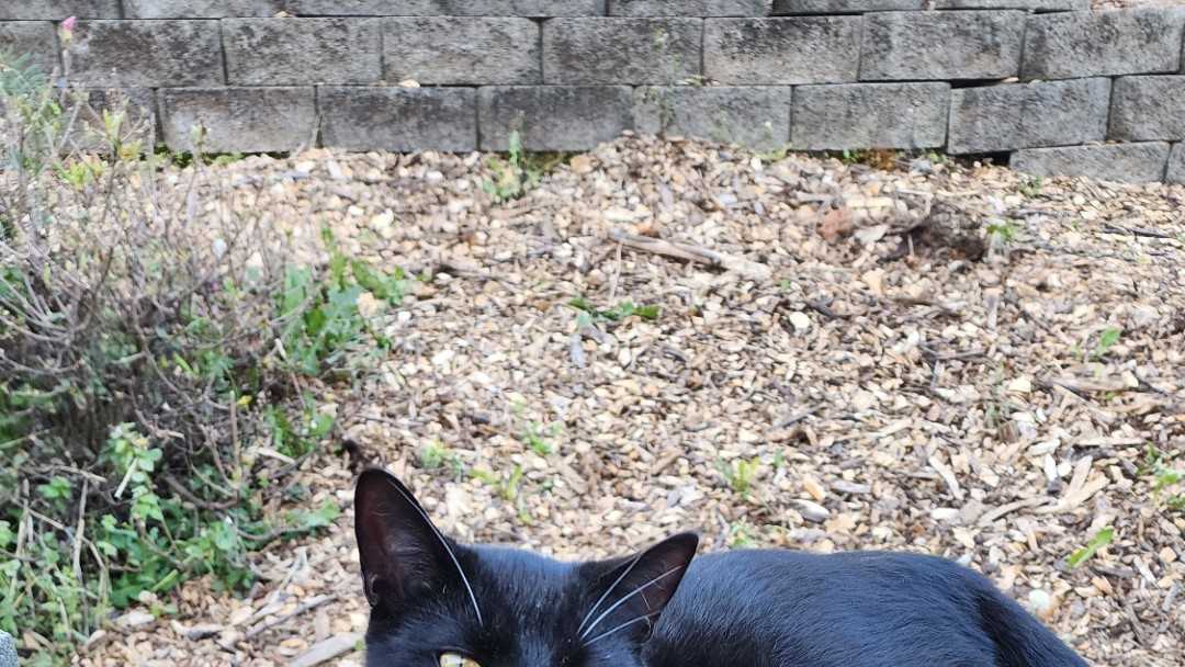 Lost and Found Pets in the WXII 12 Community