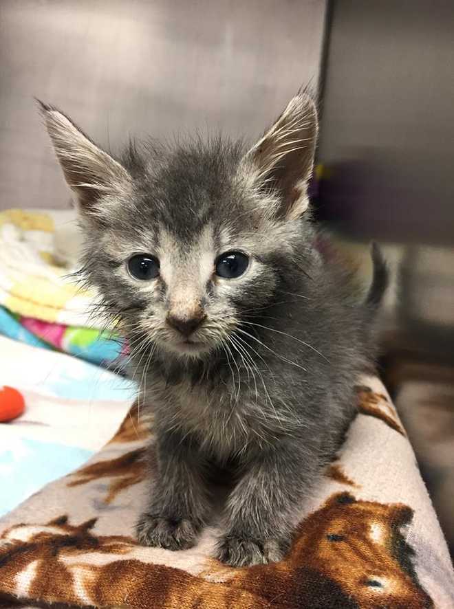 Waterloo woman found with 78 cats in home arrested, bonded out