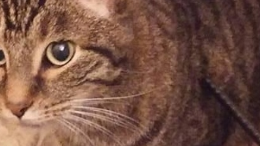 Family finds pet cat with arrow shot through it; $1,000 reward offered ...