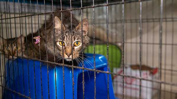 Kentucky Humane Society takes in 30 neglected cats from squalid ...