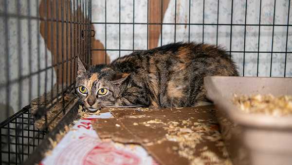 Kentucky Humane Society takes in 30 neglected cats from squalid ...