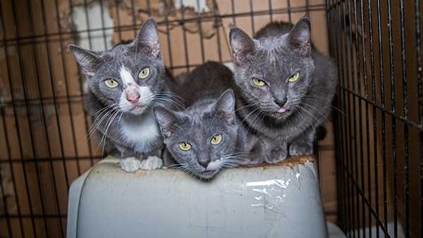 Kentucky Humane Society takes in 30 neglected cats from squalid ...