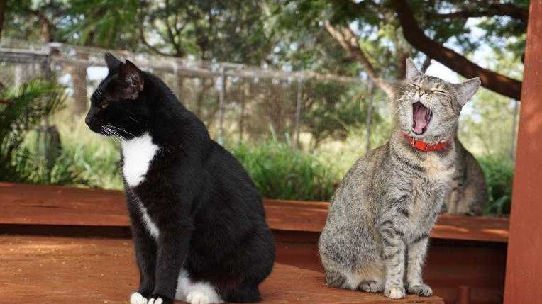 How to visit (and pet!) 600 cats