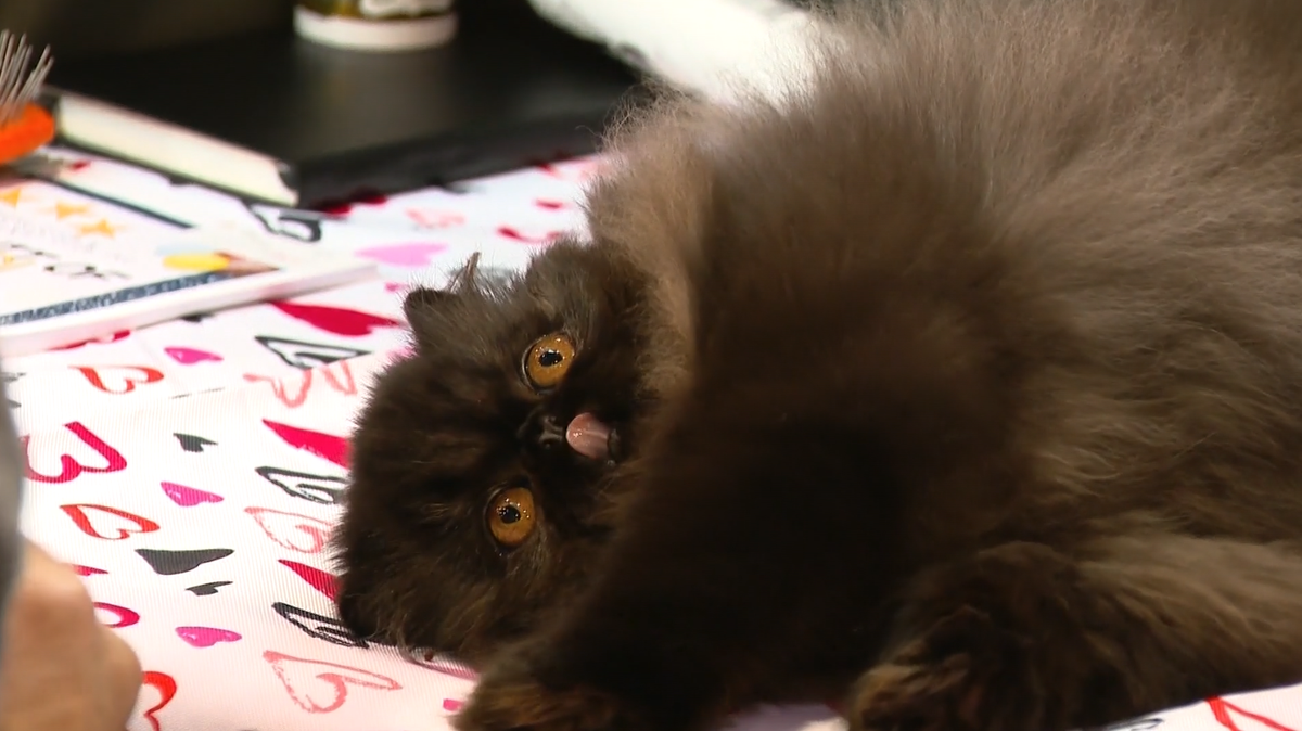 Cat show at Iowa State Fairgrounds offers Valentine's Day fun