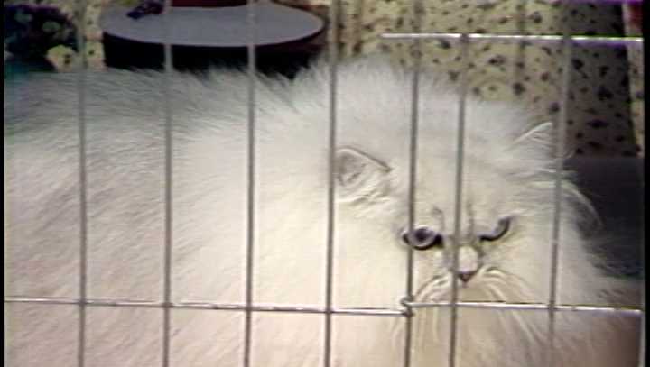 Cornhusker Cat Show brings show cats and their owners from all over U.S ...