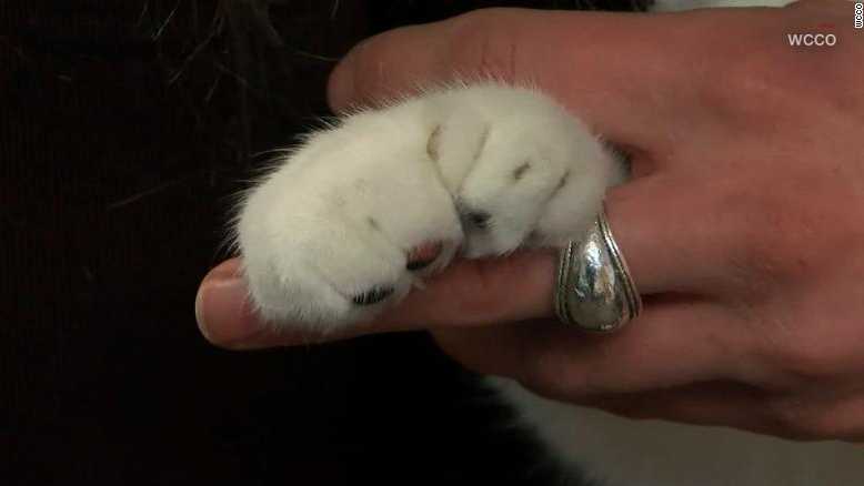 28-toed Minnesota cat ties world record
