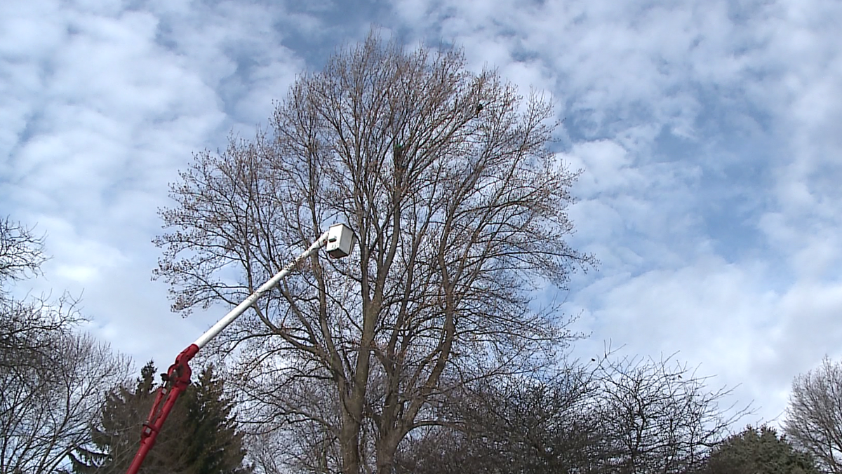 Cat saved from 75-foot tree after nearly 3 days