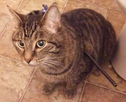 Nebraska family finds pet cat with arrow shot through it