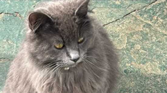 Lost and Found Pets in the WXII 12 Community