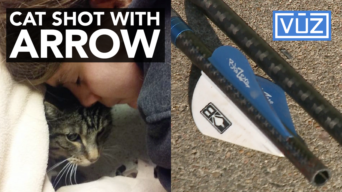 Family mourns loss of cat shot with arrow