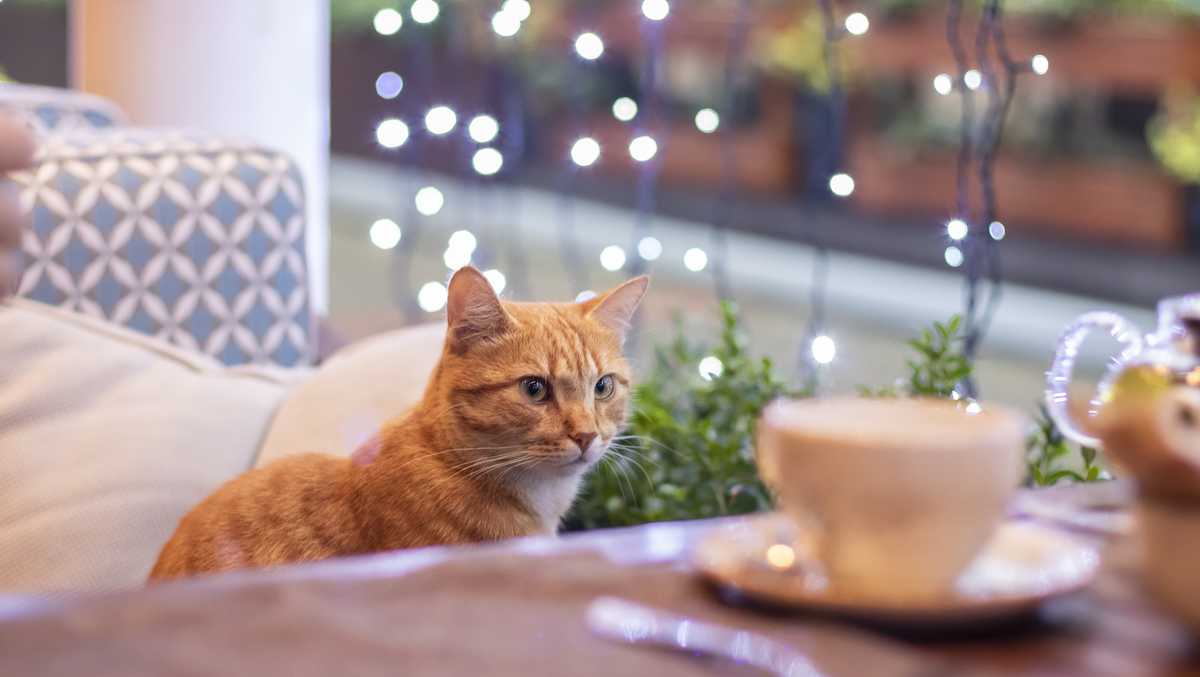 Adopt a cat and get a coffee when California cat café opens