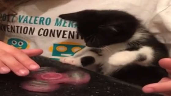 Watch this cute kitty play with a fidget spinner!