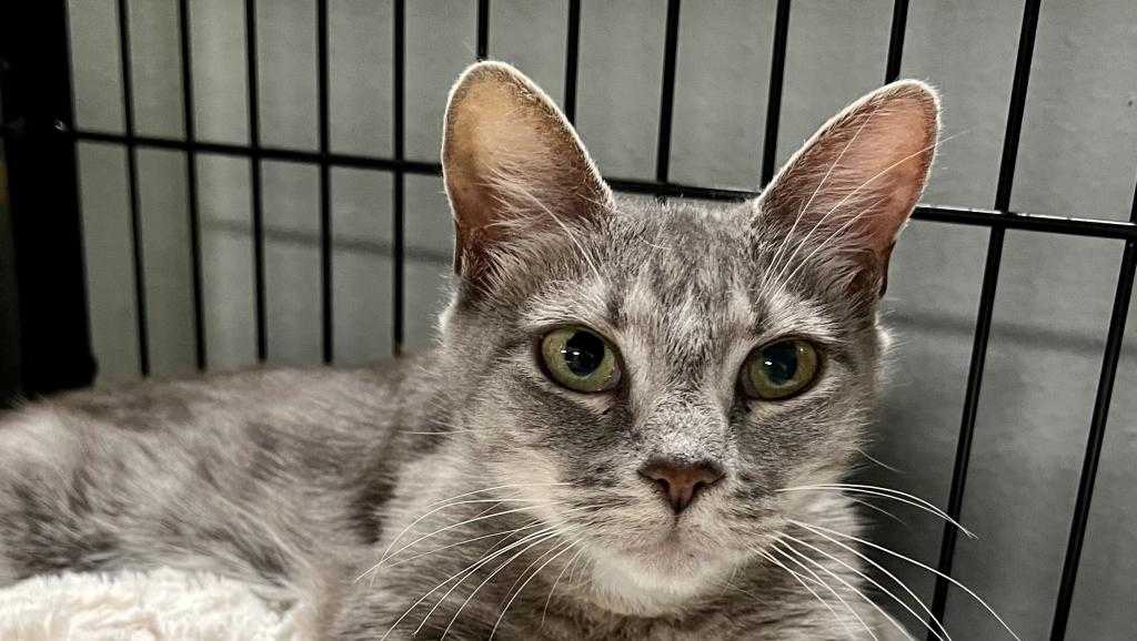 Contagious virus stops cat intake and adoption in Marion County