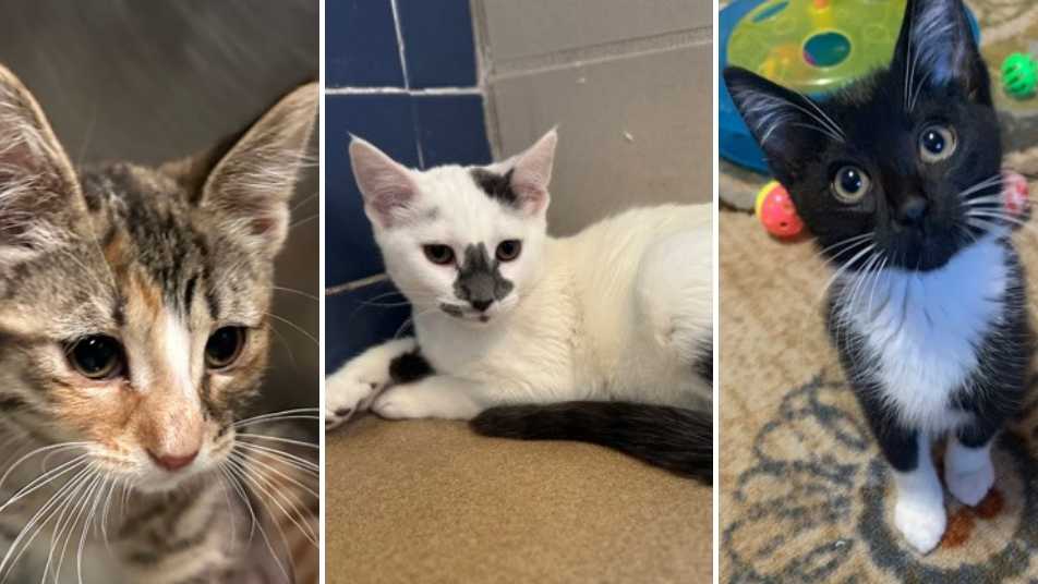Wisconsin Humane Society overrun with cats, looking for foster parents
