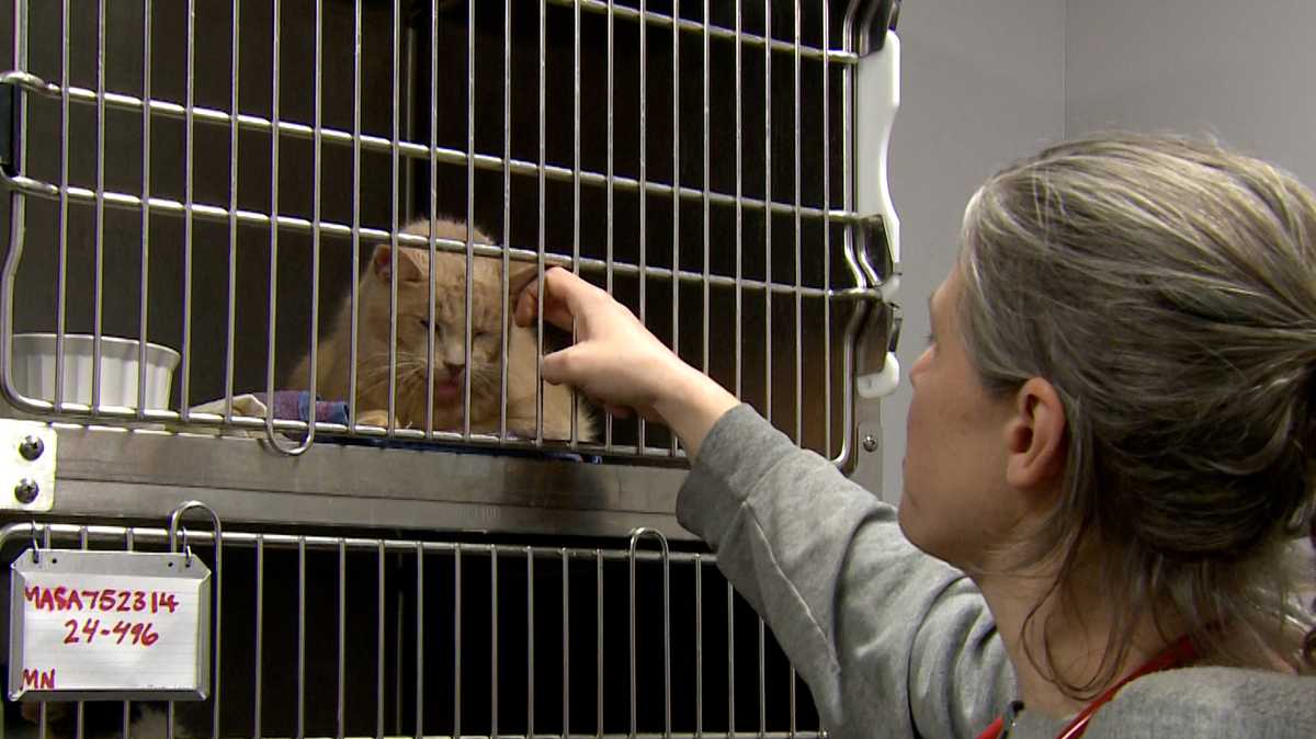 Louisville group celebrates 25 years of helping stray cats