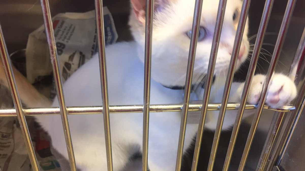 PHOTOS: Dozens of cats rescued from poor conditions now up for adoption