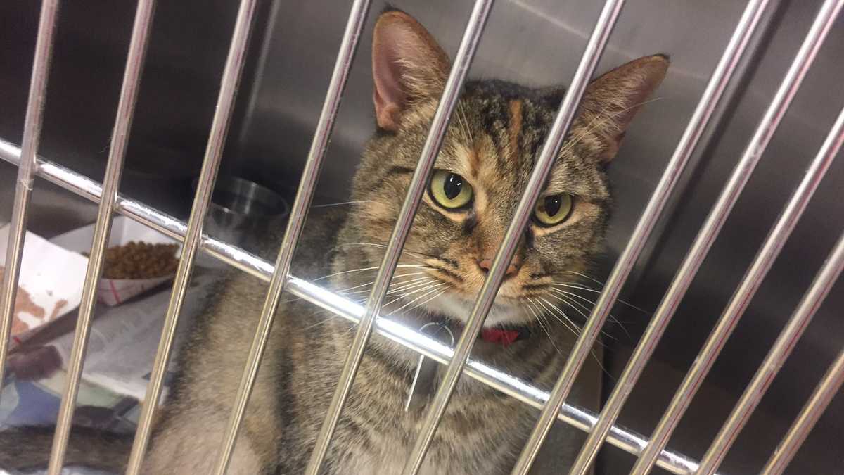 PHOTOS: Dozens of cats rescued from poor conditions now up for adoption