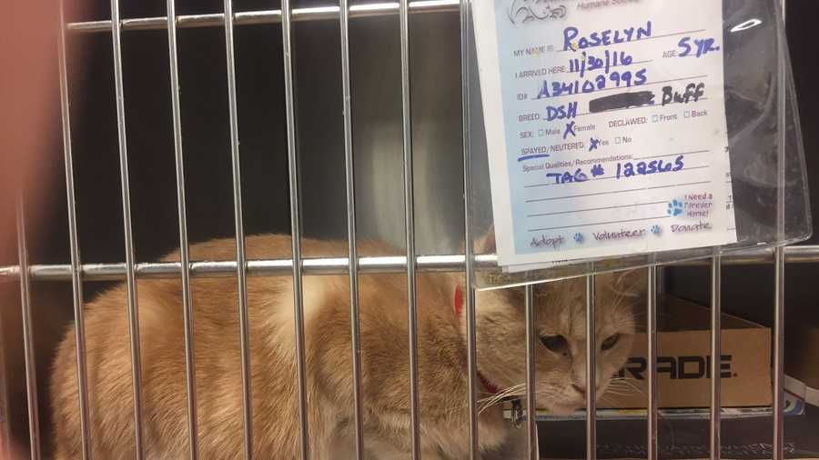 PHOTOS: Dozens of cats rescued from poor conditions now up for adoption
