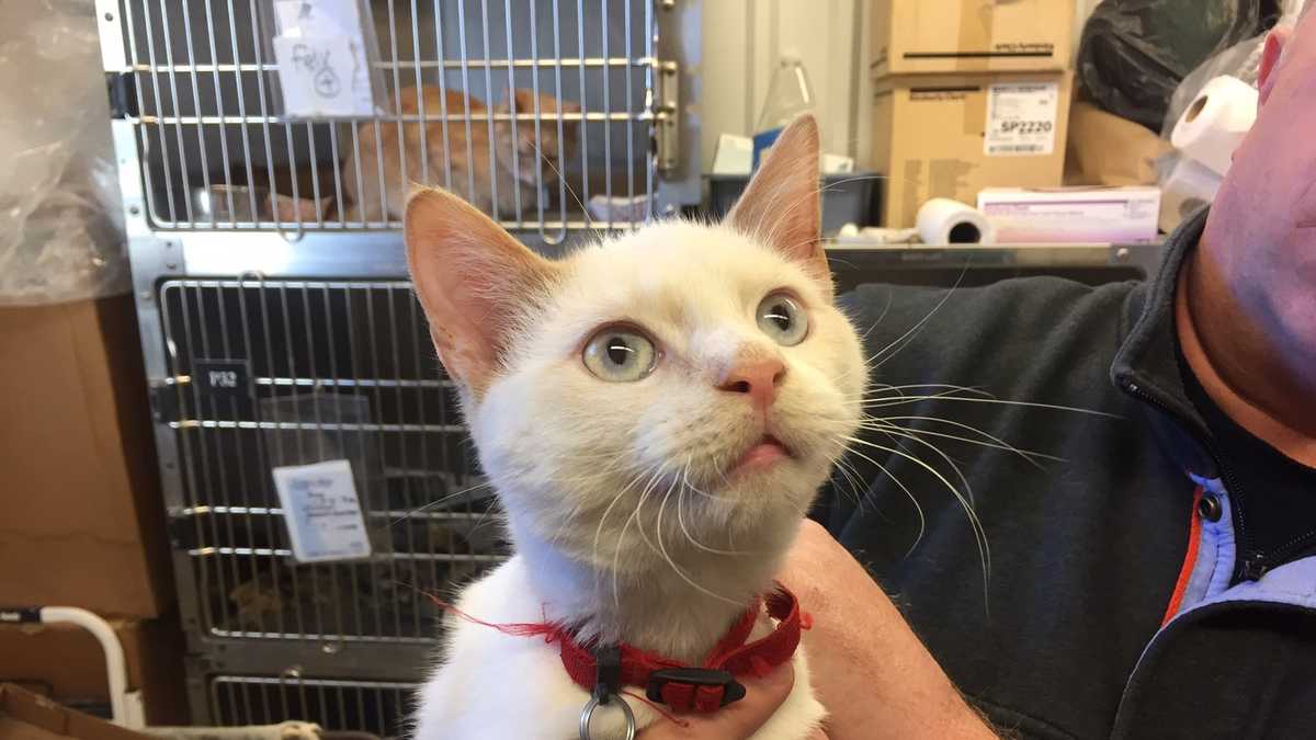 PHOTOS: Dozens of cats rescued from poor conditions now up for adoption