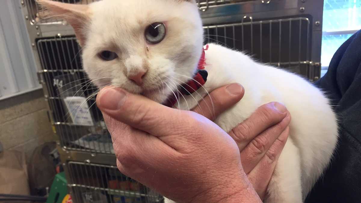 PHOTOS: Dozens of cats rescued from poor conditions now up for adoption