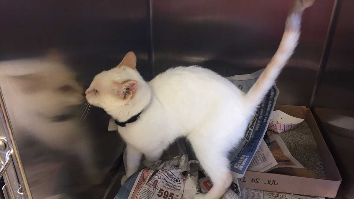 PHOTOS: Dozens of cats rescued from poor conditions now up for adoption