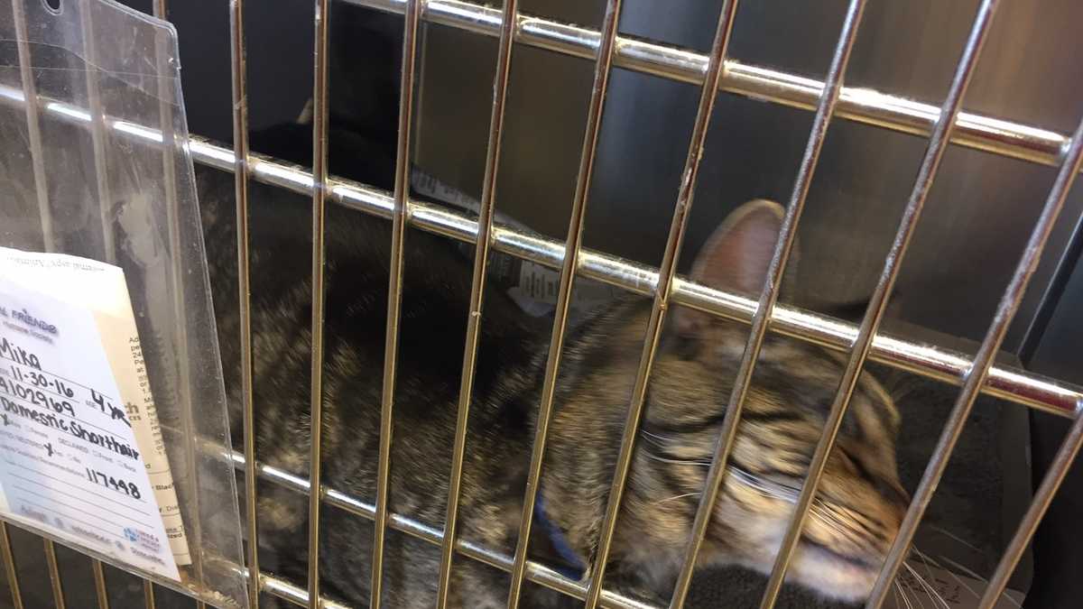 PHOTOS: Dozens of cats rescued from poor conditions now up for adoption