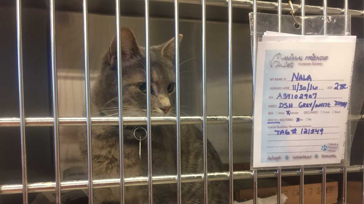PHOTOS: Dozens of cats rescued from poor conditions now up for adoption