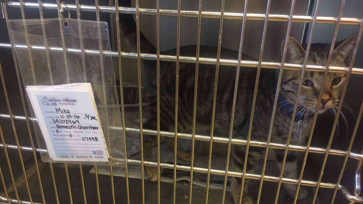 PHOTOS: Dozens of cats rescued from poor conditions now up for adoption