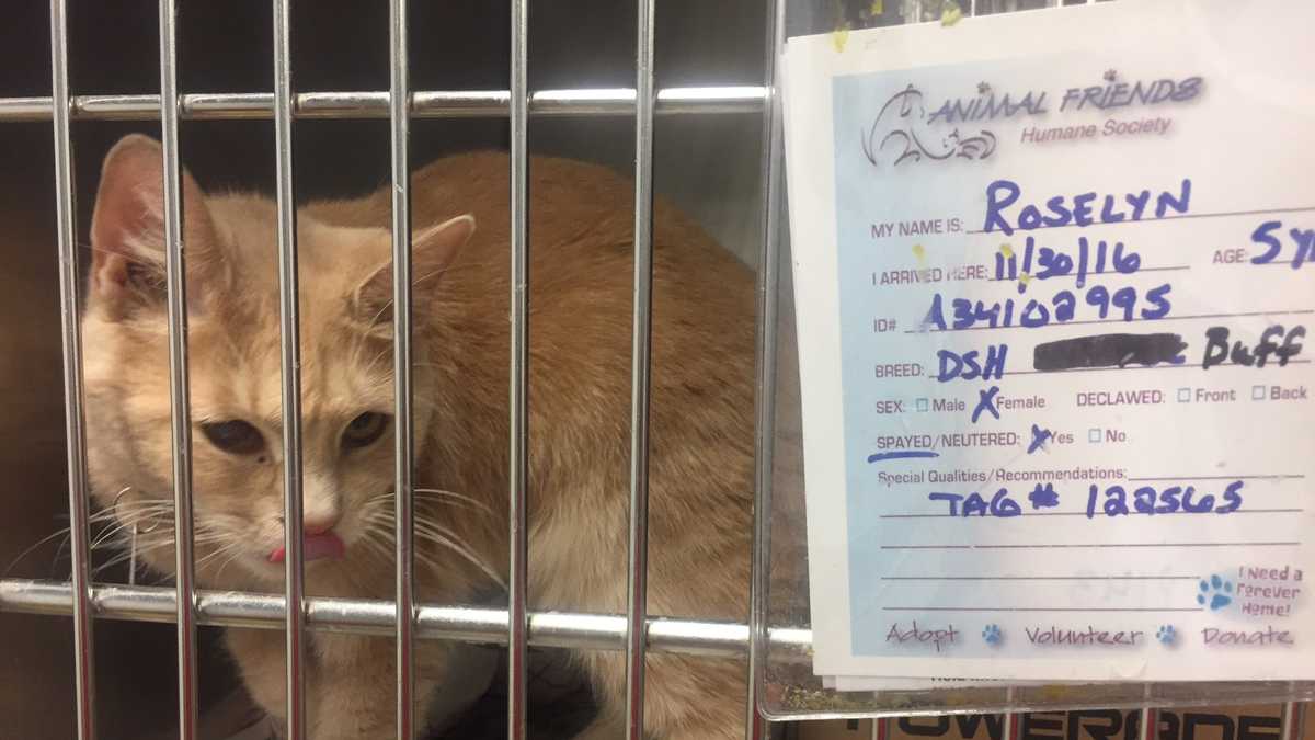 PHOTOS: Dozens of cats rescued from poor conditions now up for adoption