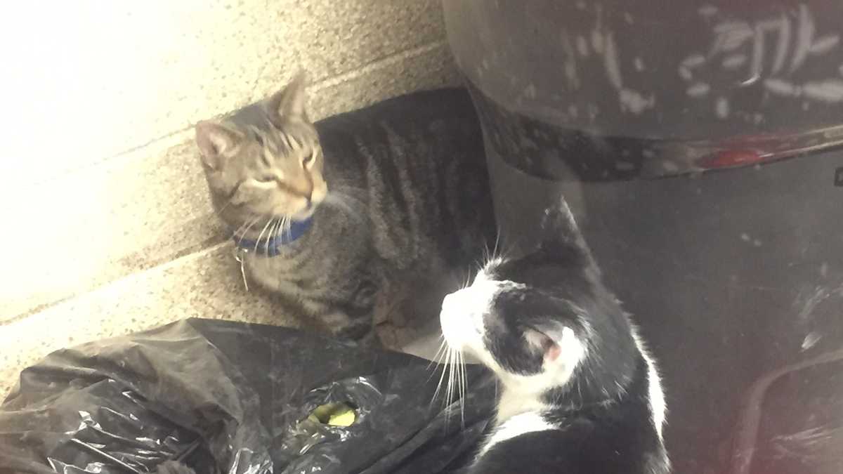 PHOTOS: Dozens of cats rescued from poor conditions now up for adoption