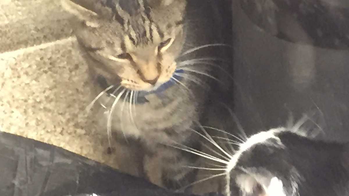 PHOTOS: Dozens of cats rescued from poor conditions now up for adoption