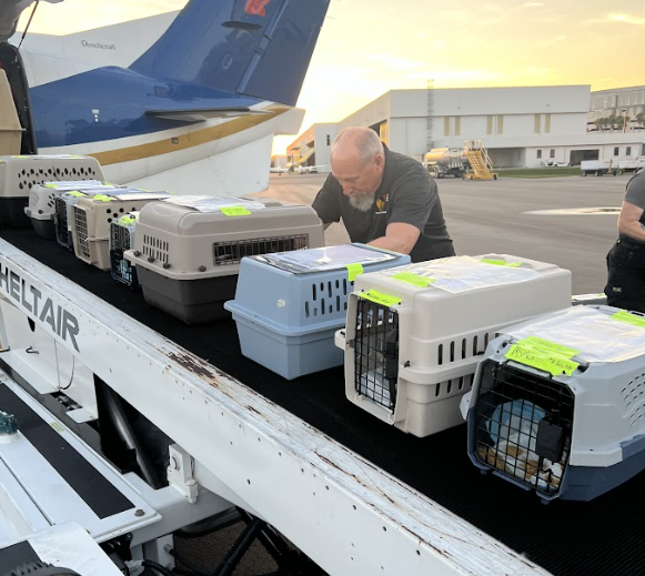Dozens of animals rescued after Helene seek homes in Massachusetts