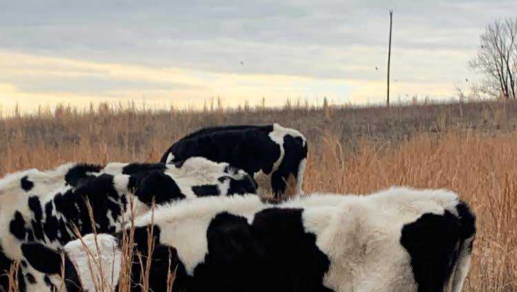 Grayson County man accused of starving cattle to death