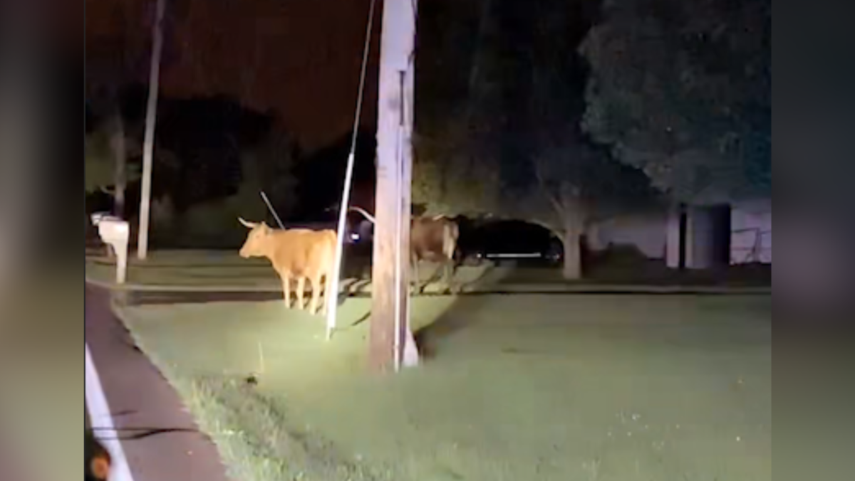 Police working to capture escaped cattle in Fairfield Township