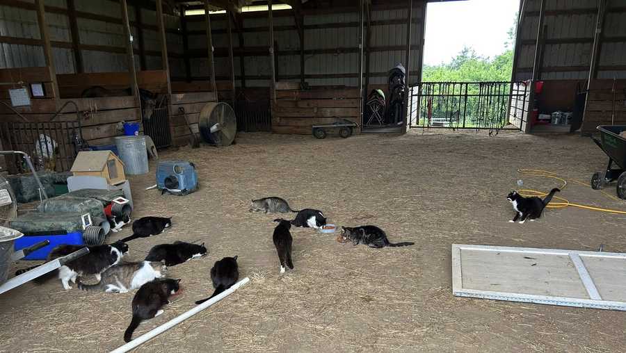 Butler County cat rescue searching for homes after animals' owner dies