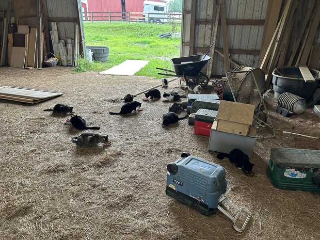 Butler County cat rescue searching for homes after animals' owner dies