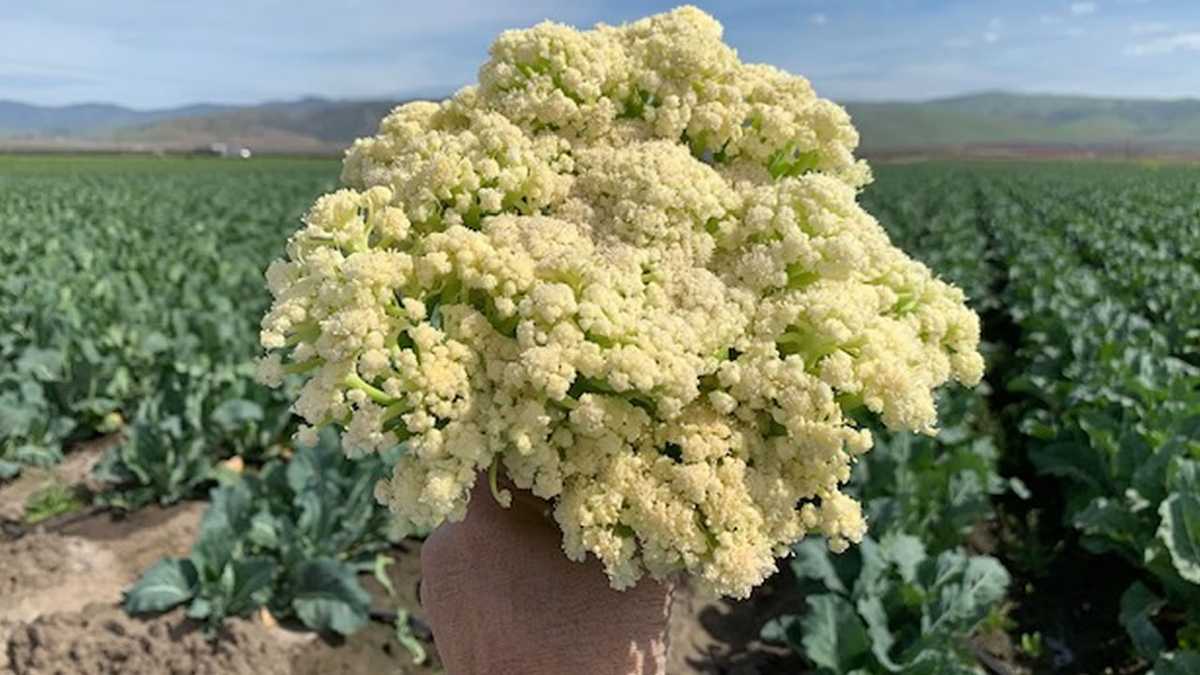What is caulilini? A new veggie is on its way