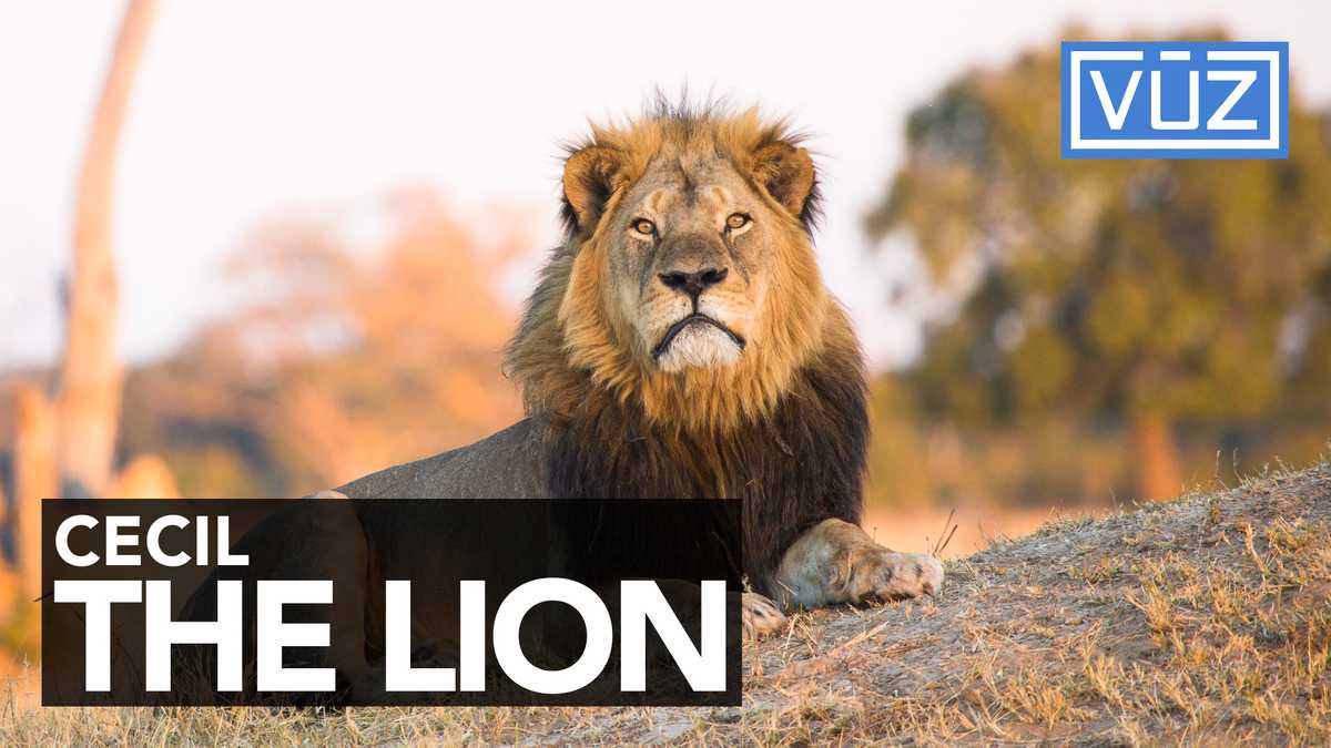 Hunter's guide cleared in 'Cecil the Lion' case