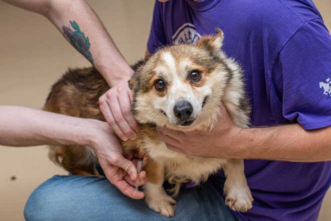 ARL of Iowa, Cedar County Sheriff's Office rescue 30 dogs from ...
