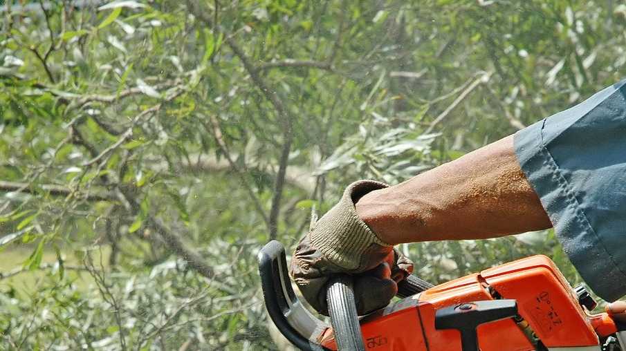 Tree worker hit, killed by limb, police say