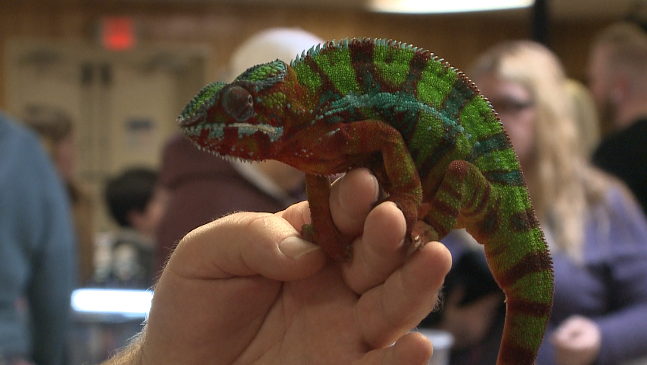 Reptile Expo seeks to change perception of the cold-blooded animals