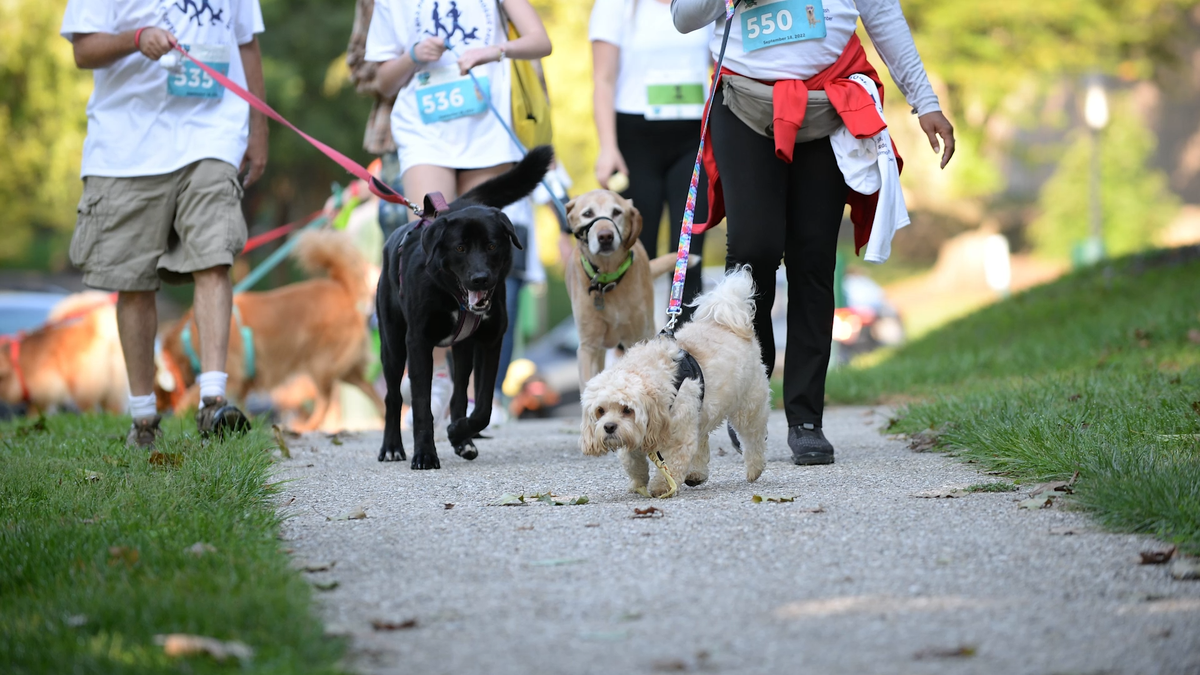 5K race to benefit adoptions of senior dogs