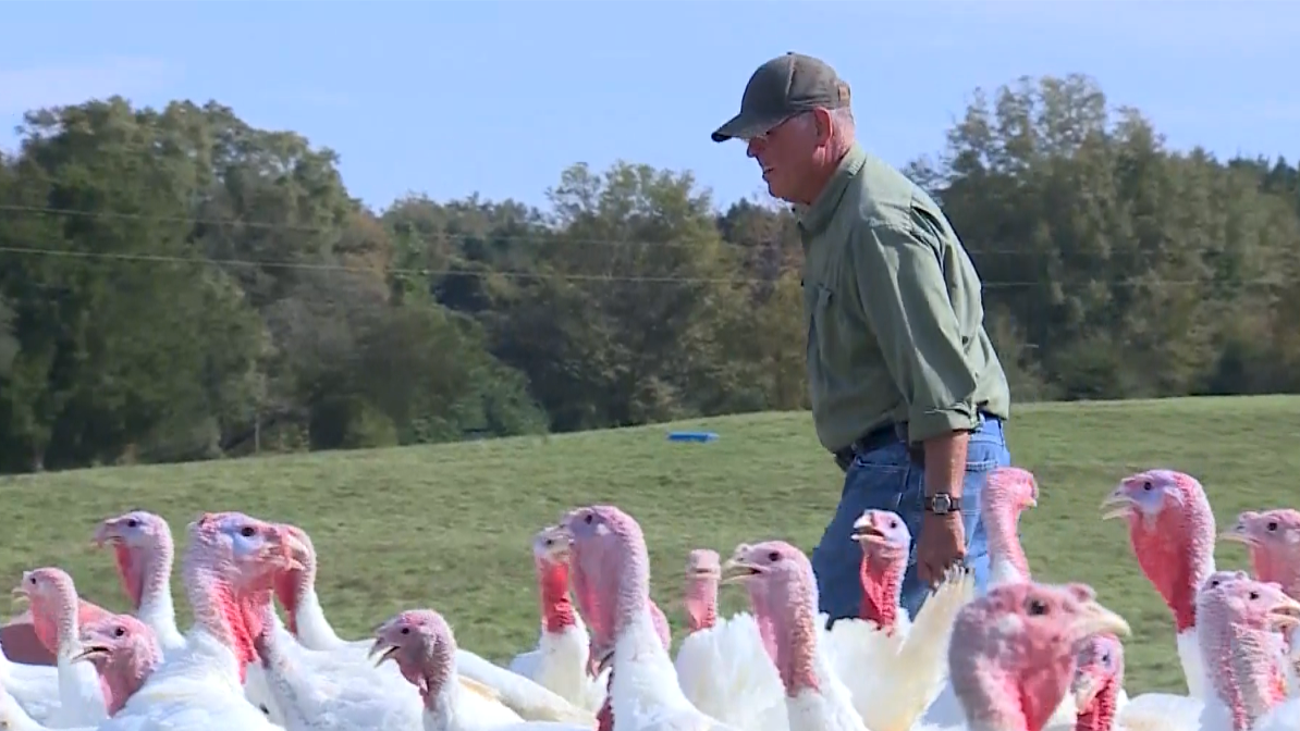 Thanksgiving turkeys at Goose Pond Farms in Hartselle, Alabama