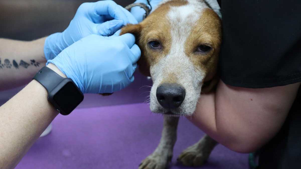 South Carolina: 23 dogs rescued from unlivable conditions