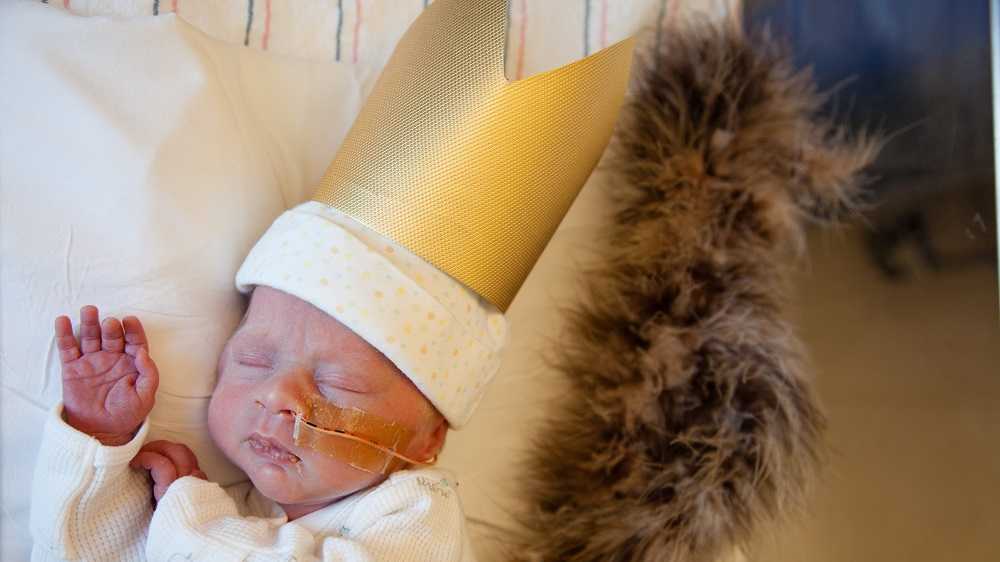Babies at Beth Israel NICU dress up in Halloween costumes