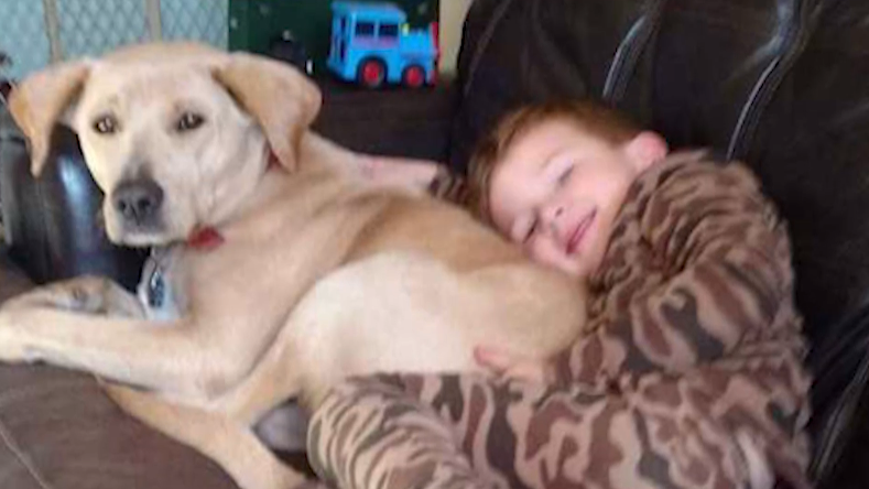 Officials looking for men who allegedly threw dogs over bridge