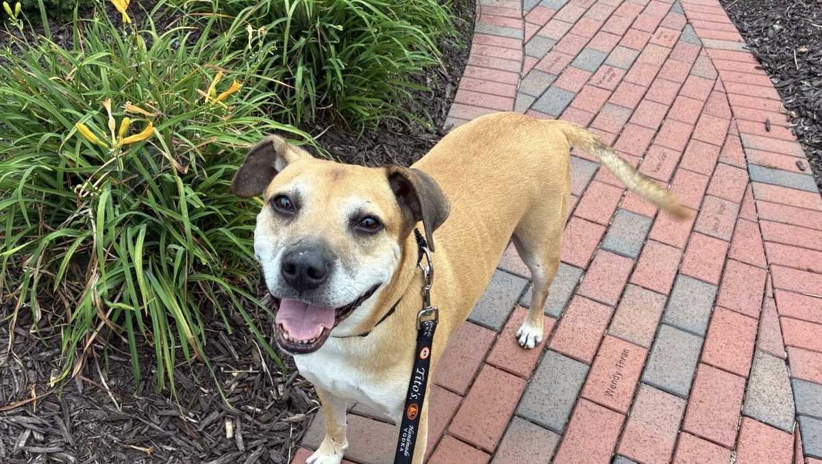 Nebraska Humane Society: Adoption special for dogs and cats