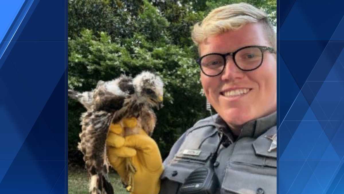 Chatham County Sheriff’s Office employees rescue baby hawk after ...