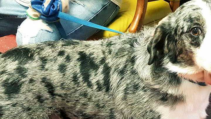 East Alabama animal shelter to euthanize 40 dogs