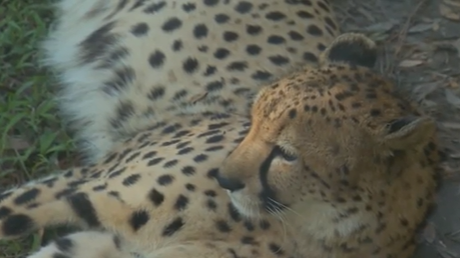 Sensory safari coming to Central Florida Zoo